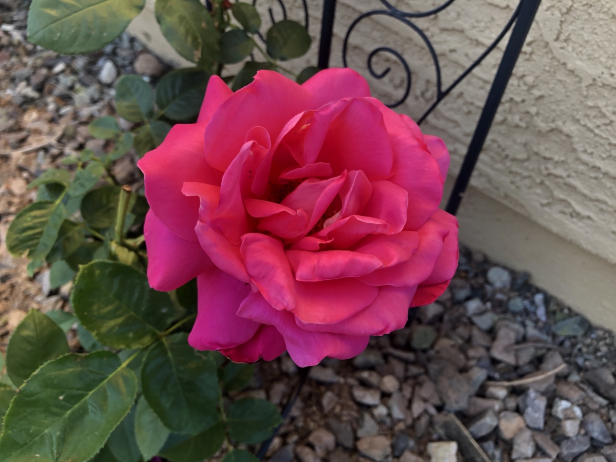 All about Rose Sunday | Christ Anglican Church